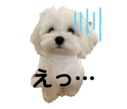 momo_Maltese | Yabe-LINE貼圖代購 | 台灣No.1，最便宜高效率的代購網