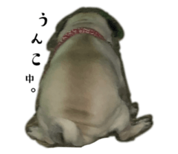 Pug(Apo of Sakakibara family) simpledog | Yabe-LINE貼圖代購 | 台灣No.1，最便宜高效率的代購網