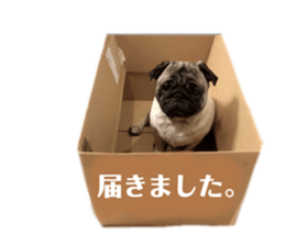 Pug(Apo of Sakakibara family) simpledog | Yabe-LINE貼圖代購 | 台灣No.1，最便宜高效率的代購網