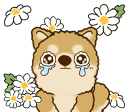 Chachamaru 29(Spring flower & Hay Fever) | Yabe-LINE貼圖代購 | 台灣No.1，最便宜高效 ...