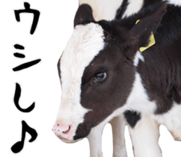 Joke of the animal | Yabe-LINE貼圖代購 | 台灣No.1，最便宜高效率的代購網