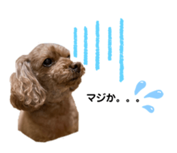 Juntos con mi perrito. | Yabe-LINE貼圖代購 | 台灣No.1，最便宜高效率的代購網