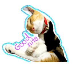 LuckyCat&Dog | Yabe-LINE貼圖代購 | 台灣No.1，最便宜高效率的代購網