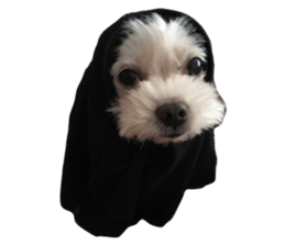 DiDi Dog Daily life 2 | Yabe-LINE貼圖代購 | 台灣No.1，最便宜高效率的代購網