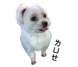 DiDi Dog Daily life 2 | Yabe-LINE貼圖代購 | 台灣No.1，最便宜高效率的代購網