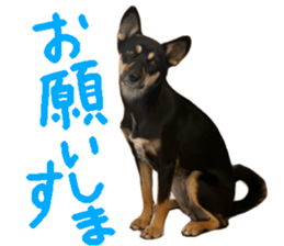 nuts and goma | Yabe-LINE貼圖代購 | 台灣No.1，最便宜高效率的代購網