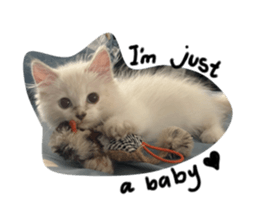 Baby Renji | Yabe-LINE貼圖代購 | 台灣No.1，最便宜高效率的代購網