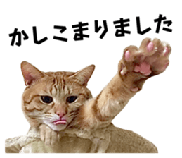 chatora cat KOTARO | Yabe-LINE貼圖代購 | 台灣No.1，最便宜高效率的代購網