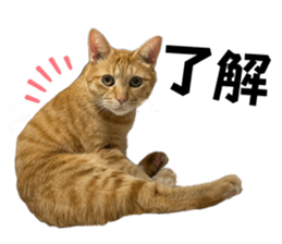 chatora cat KOTARO | Yabe-LINE貼圖代購 | 台灣No.1，最便宜高效率的代購網