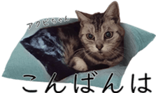 AKUBI&KABU | Yabe-LINE貼圖代購 | 台灣No.1，最便宜高效率的代購網