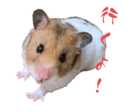 hamster(young animal) | Yabe-LINE貼圖代購 | 台灣No.1，最便宜高效率的代購網