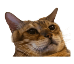 DUKE CAT MEMES | Yabe-LINE貼圖代購 | 台灣No.1，最便宜高效率的代購網