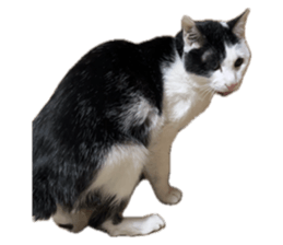 Knao | Yabe-LINE貼圖代購 | 台灣No.1，最便宜高效率的代購網