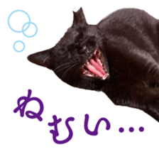 Botan, a black cat like a princess! | Yabe-LINE貼圖代購 | 台灣No.1，最便宜高效率的代購網