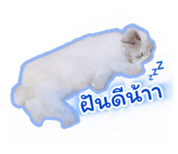 Moya the rabbit is dizzy. | Yabe-LINE貼圖代購 | 台灣No.1，最便宜高效率的代購網