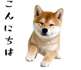 Chill&Cute Shiba Inu Life | Yabe-LINE貼圖代購 | 台灣No.1，最便宜高效率的代購網