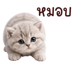️ตุ้ยนุ้ยแมวมูก้า ️ | iM Sticker Shop
