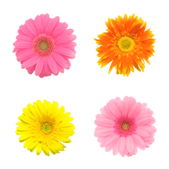 Flower Emoji Gerbera - line2me