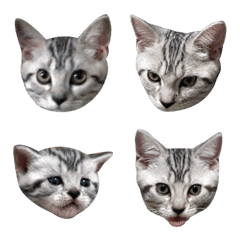 Canele cat emoji - LINE絵文字 | LINE STORE