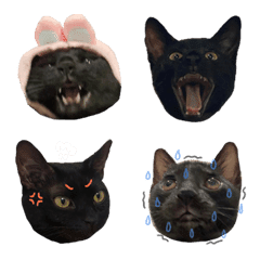 兩隻蝙蝠 – LINE表情貼 | LINE STORE