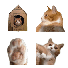 My cat TAMA – LINE Emoji | LINE STORE