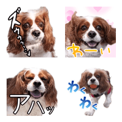 cavalier emoji stamp – LINE Emoji | LINE STORE