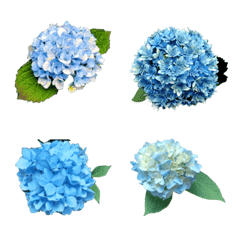 Hydrangea flower photo emoji – LINE Emoji | LINE STORE