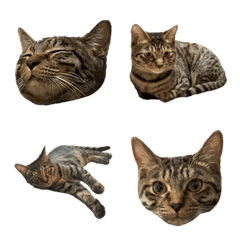 MIO 1 - LINE絵文字 | LINE STORE