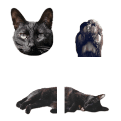 [Live-action] Moving black cat emoji – LINE Emoji | LINE STORE