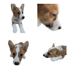 dog mugi – LINE อิโมจิ | LINE STORE