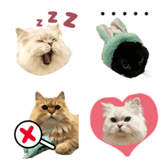 Cami's Cats – LINE表情貼 | LINE STORE