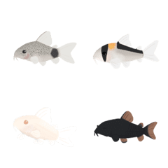 cory! – LINE อิโมจิ | LINE STORE