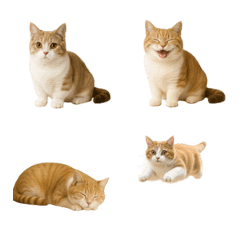 Munchkin cats – LINE Emoji | LINE STORE