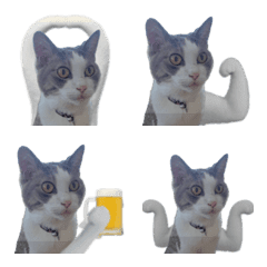 My cat with hand gestures – LINE อิโมจิ | LINE STORE