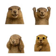 Realistic Marmot Emoji Set 1 – LINE Emoji | LINE STORE