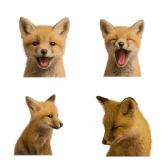 Realistic Baby Fox 2 – LINE Emoji | LINE STORE