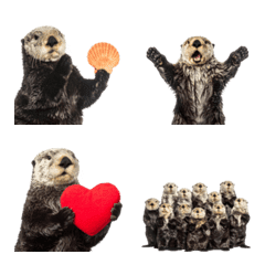 Realistic Sea Otter Emoji – LINE Emoji | LINE STORE