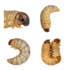 Realistic Beetle Larva Emoji – LINE Emoji | LINE STORE