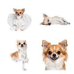 Realistic Chihuahua Emoji – LINE Emoji | LINE STORE